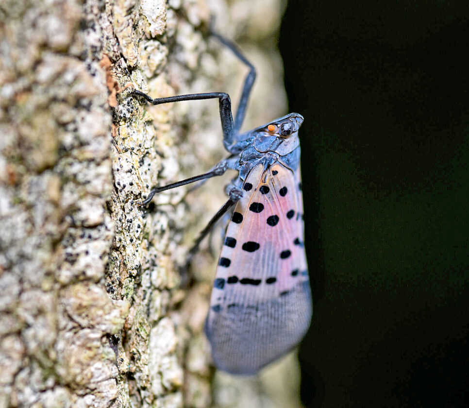 Lanternfly spottings on the rise | News, Sports, Jobs - The Sentinel